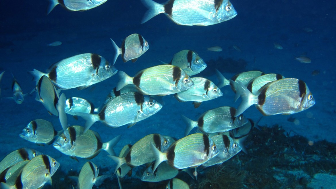 Accueil Aqualonde – Aqualonde